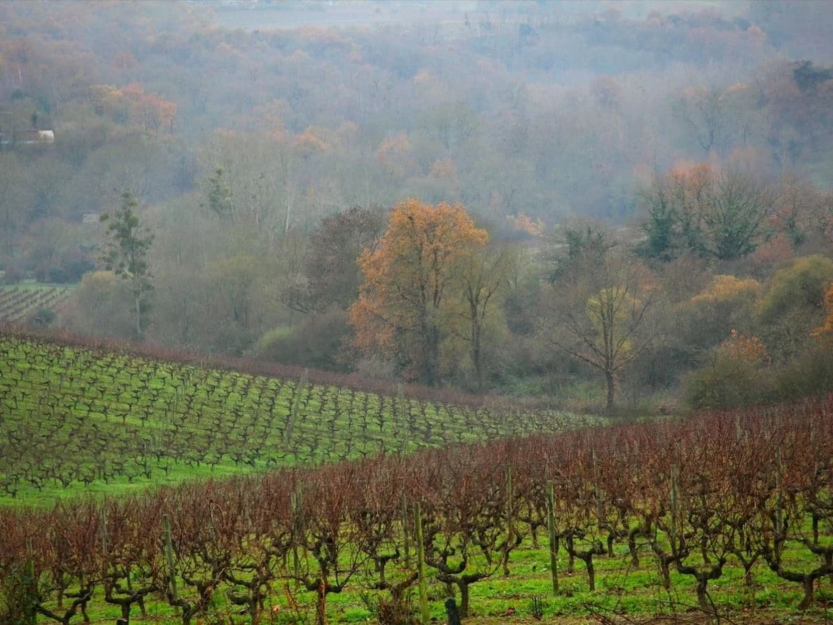 Coteaux du Layon